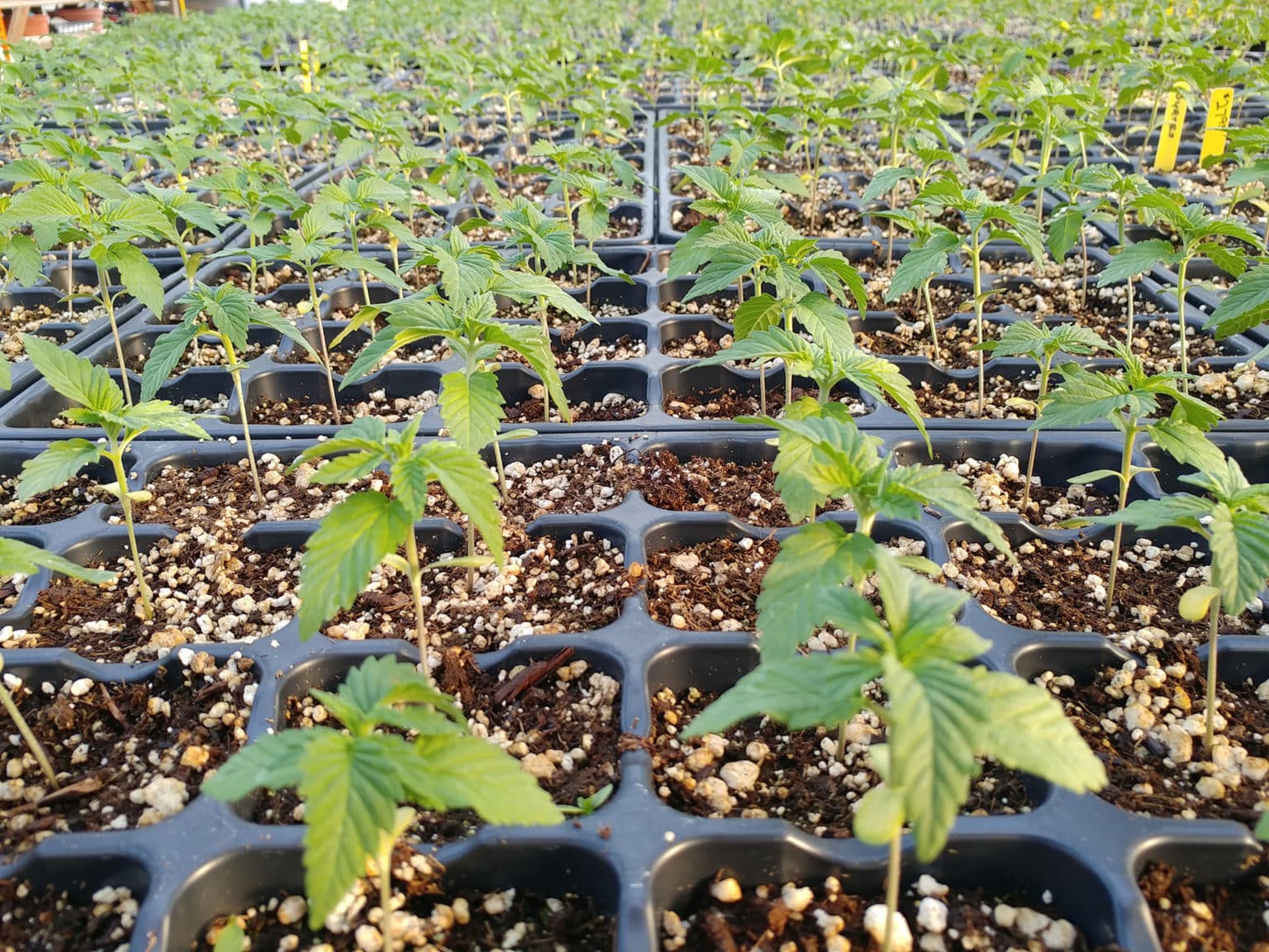 Michigan Hemp Grower, Processor, and CBD Lawyers | Michigan hemp grower ...